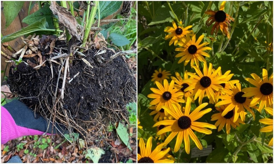 How to Divide and Transplant Black-eyed Susan (Rudbeckia)