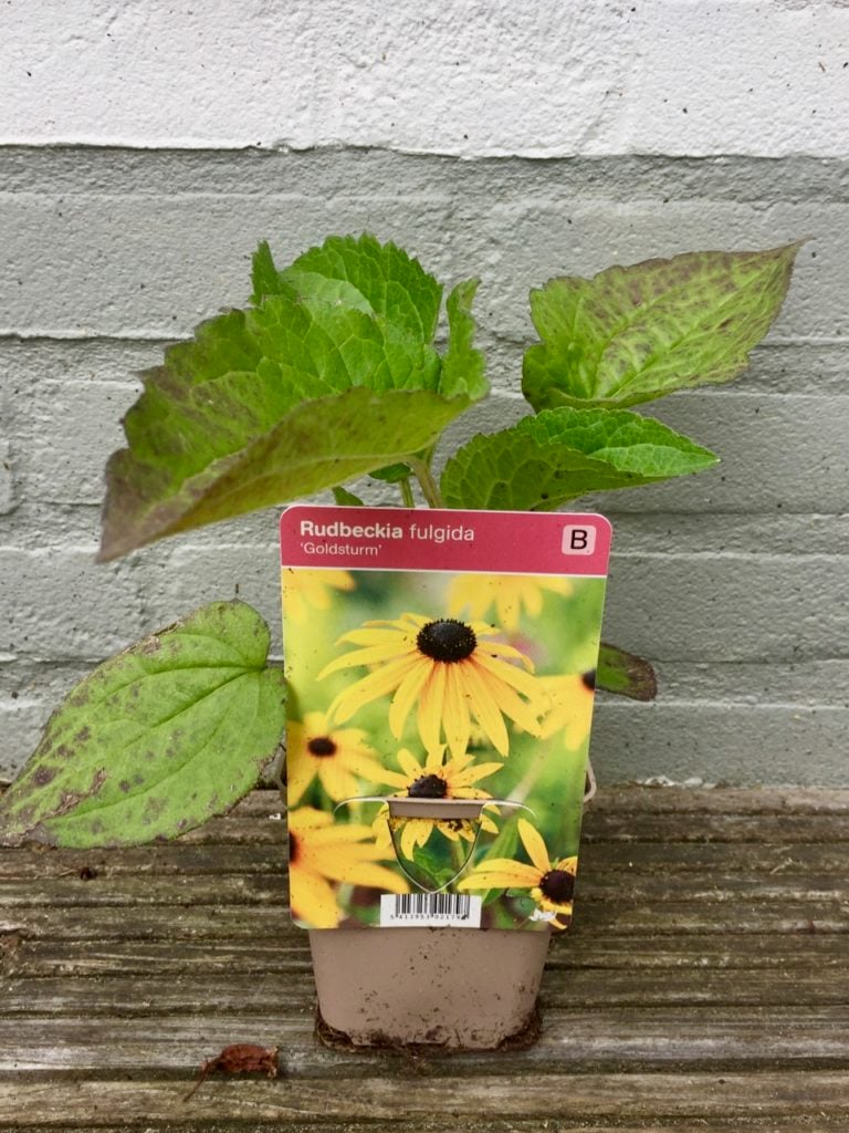 Black Eyed Susan Transplant