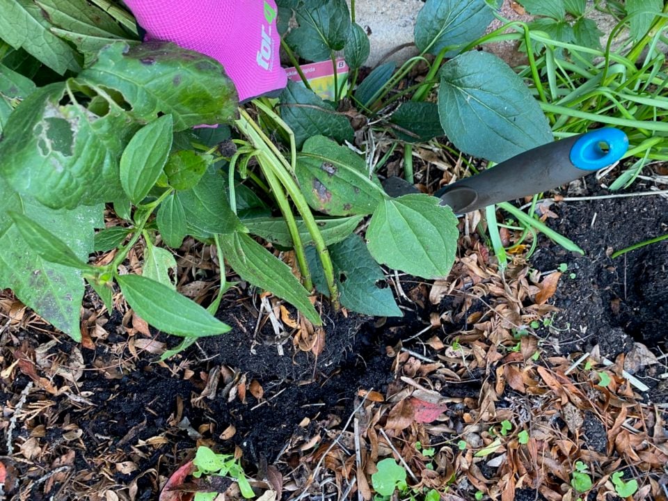 How to Divide and Transplant Black-eyed Susan (Rudbeckia)