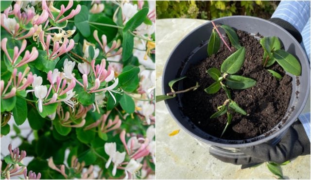 How to Propagate Honeysuckle from Cuttings (& One Kind You Shouldn't)