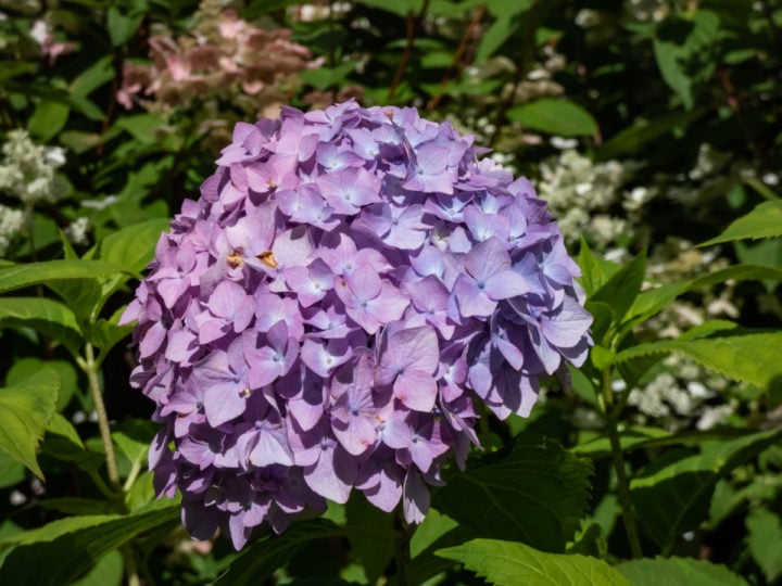 9 Hydrangea Mistakes That Are Seriously Harming Your Plants