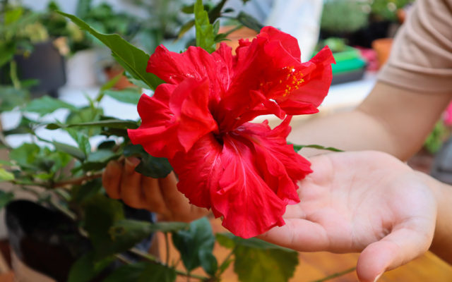 How To Propagate Hibiscus From Cuttings (With Photos)