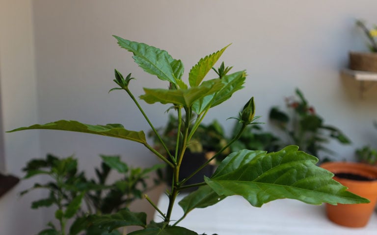 How To Propagate Hibiscus From Cuttings (With Photos)