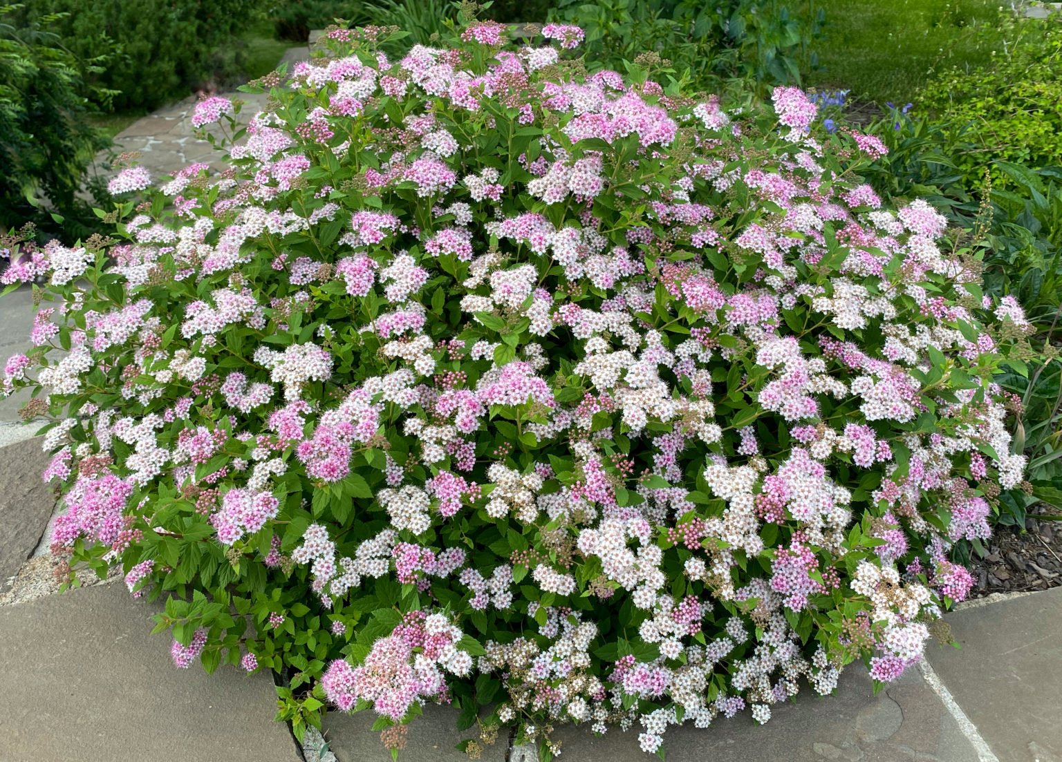 10 Garden Plants to Propagate from Cuttings in the Fall