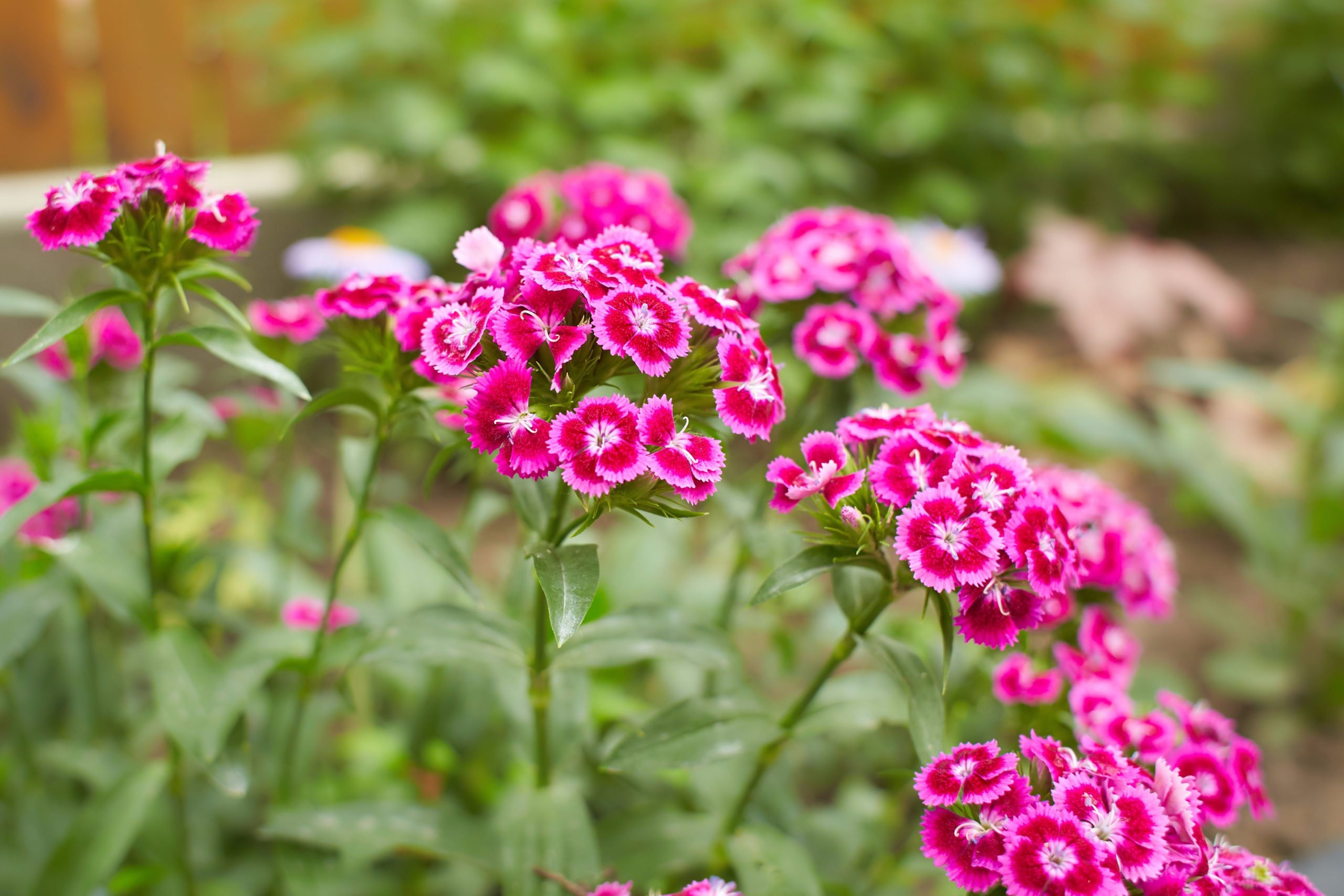 What Are Biennial Plants? (& 10 Popular Biennial Flowers for Your Garden)