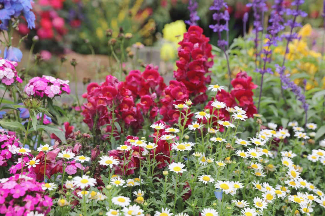 What Are Biennial Plants? (& 10 Popular Biennial Flowers for Your Garden)