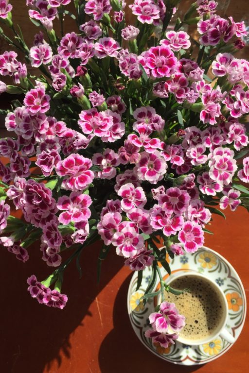 What Are Biennial Plants? (& 10 Popular Biennial Flowers for Your Garden)