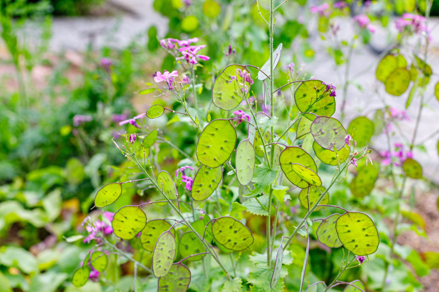 What Are Biennial Plants? (& 10 Popular Biennial Flowers for Your Garden)