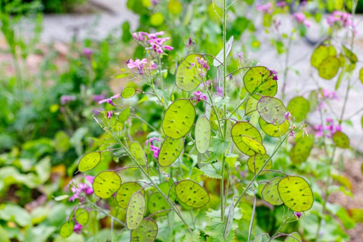 What Are Biennial Plants? (& 10 Popular Biennial Flowers for Your Garden)