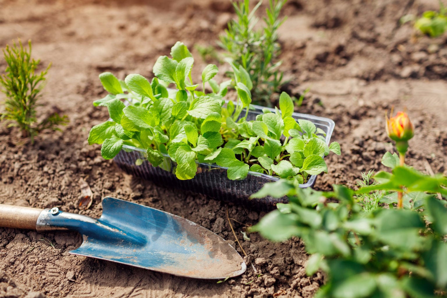What Are Biennial Plants? (& 10 Popular Biennial Flowers for Your Garden)