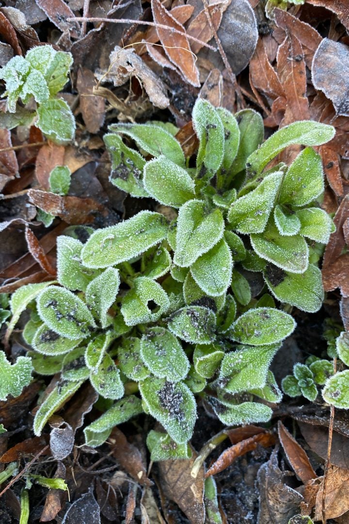 What Are Biennial Plants? (& 10 Popular Biennial Flowers for Your Garden)