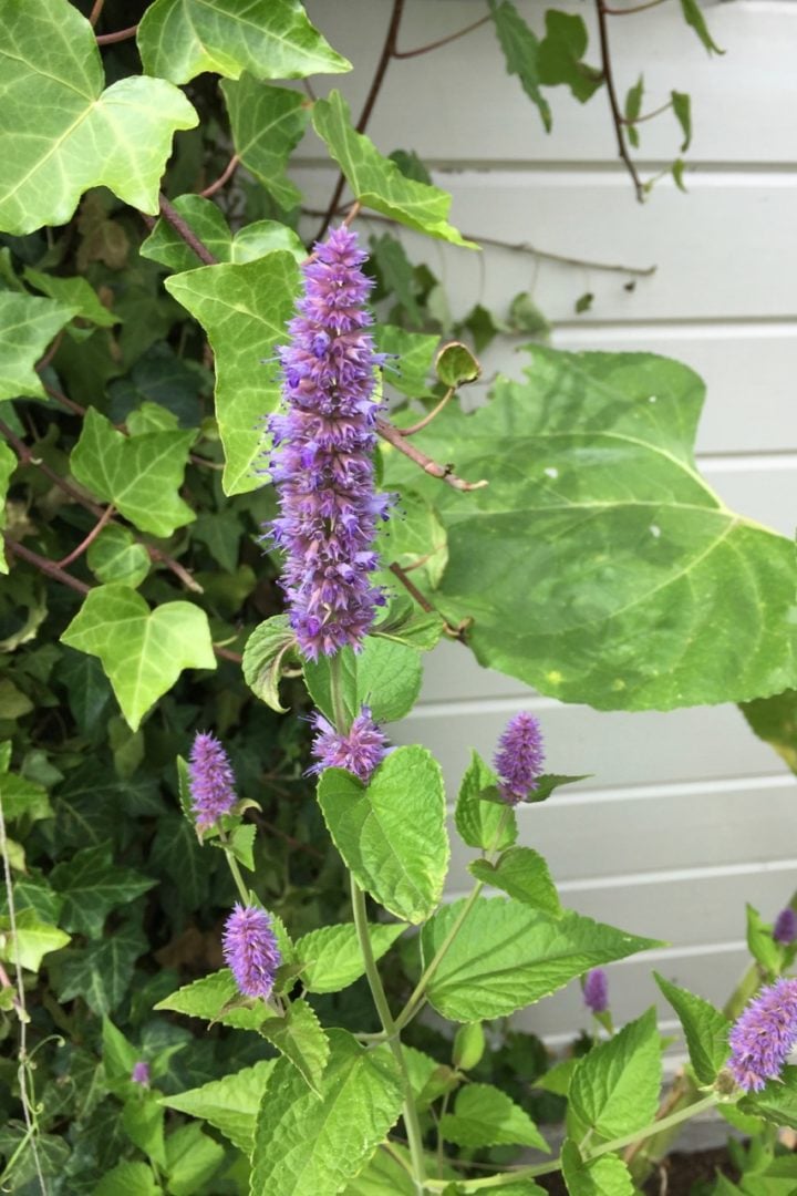 What Are Biennial Plants? (& 10 Popular Biennial Flowers for Your Garden)