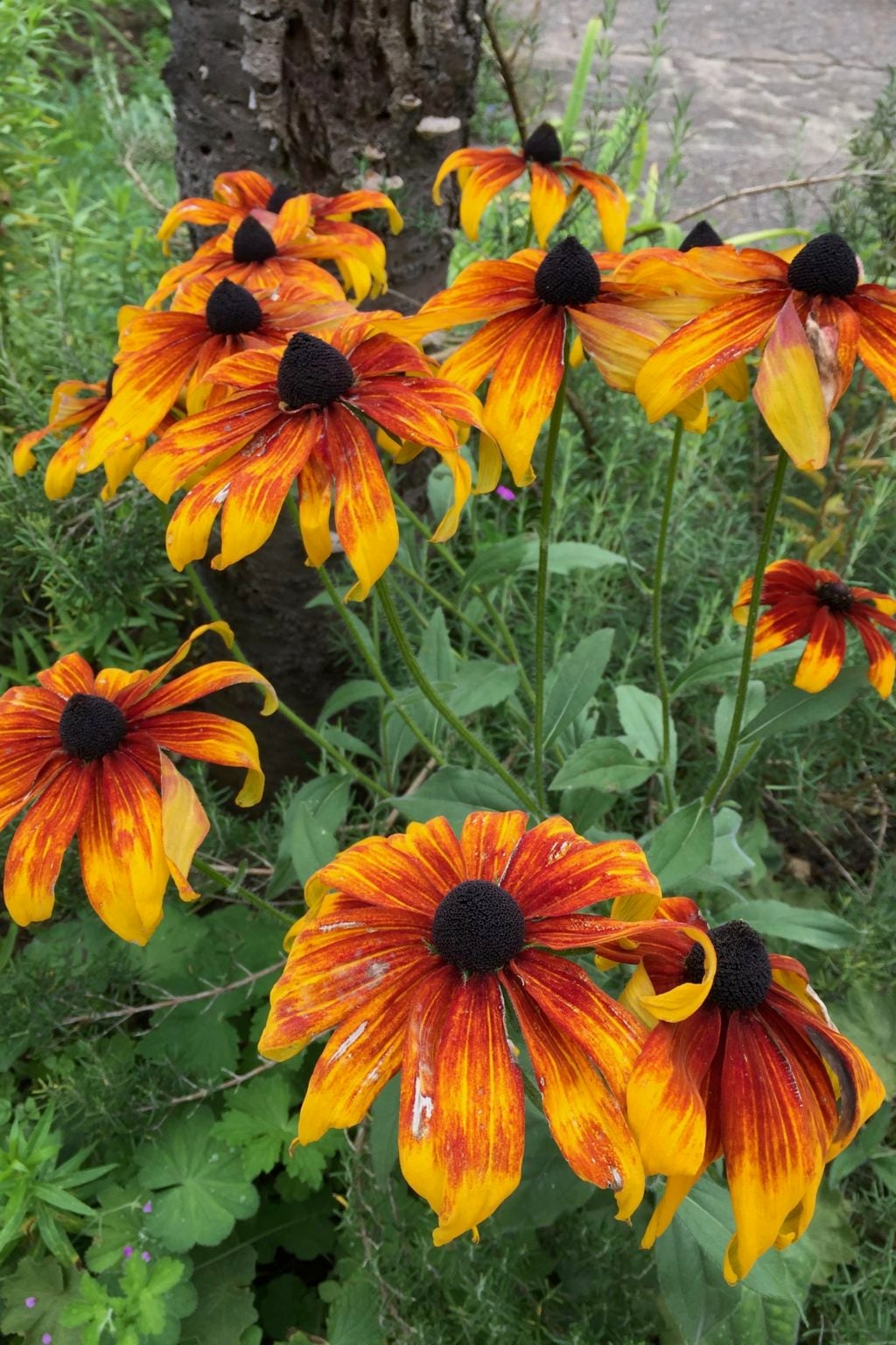 What Are Biennial Plants? (& 10 Popular Biennial Flowers for Your Garden)