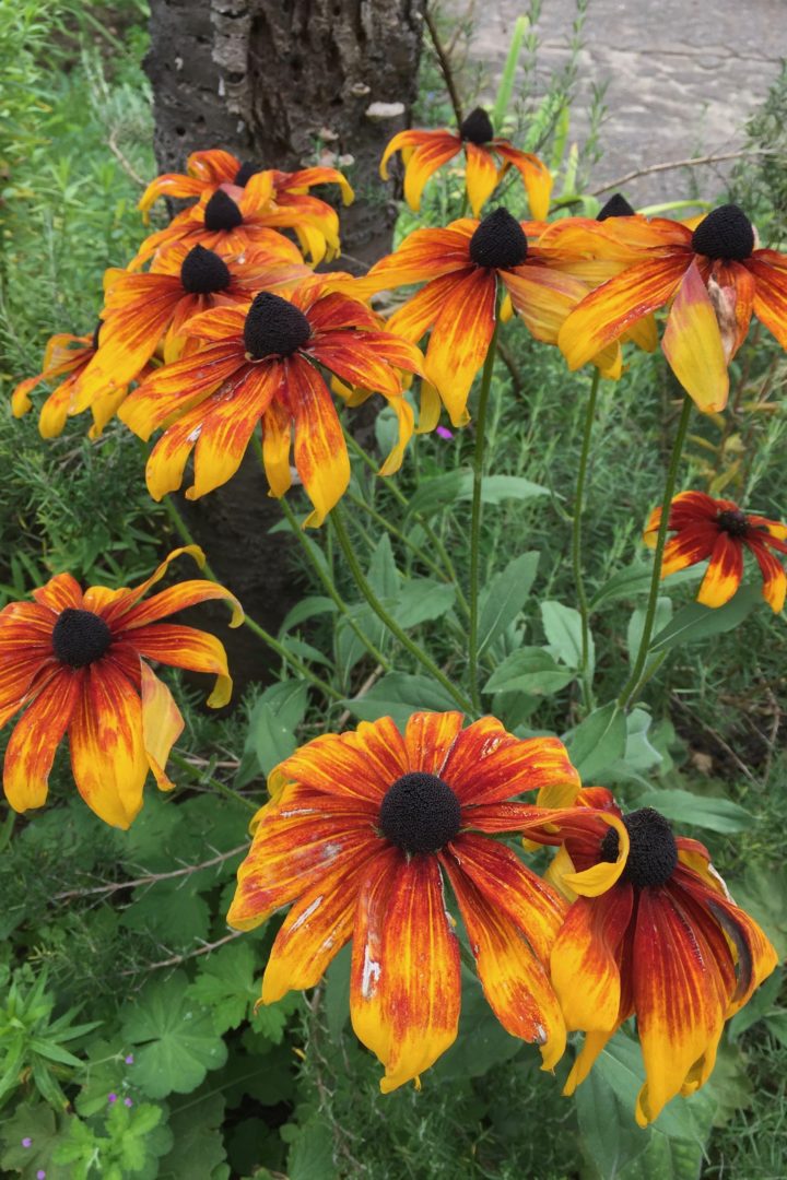 What Are Biennial Plants? (& 10 Popular Biennial Flowers for Your Garden)