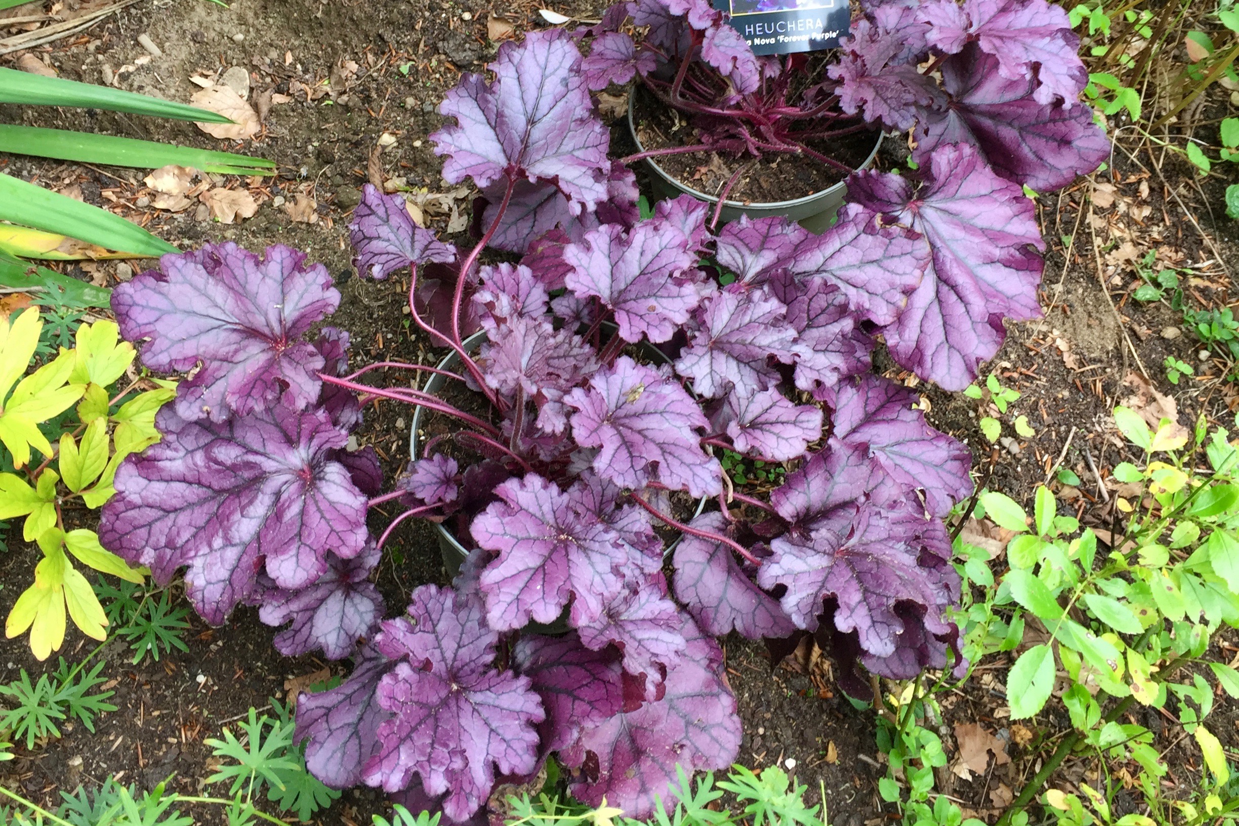 10 Popular Short-lived Perennials & How To Keep Them Blooming Longer