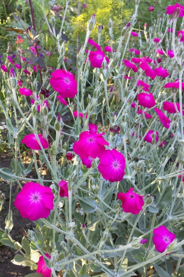 10 Popular Short-lived Perennials & How To Keep Them Blooming Longer