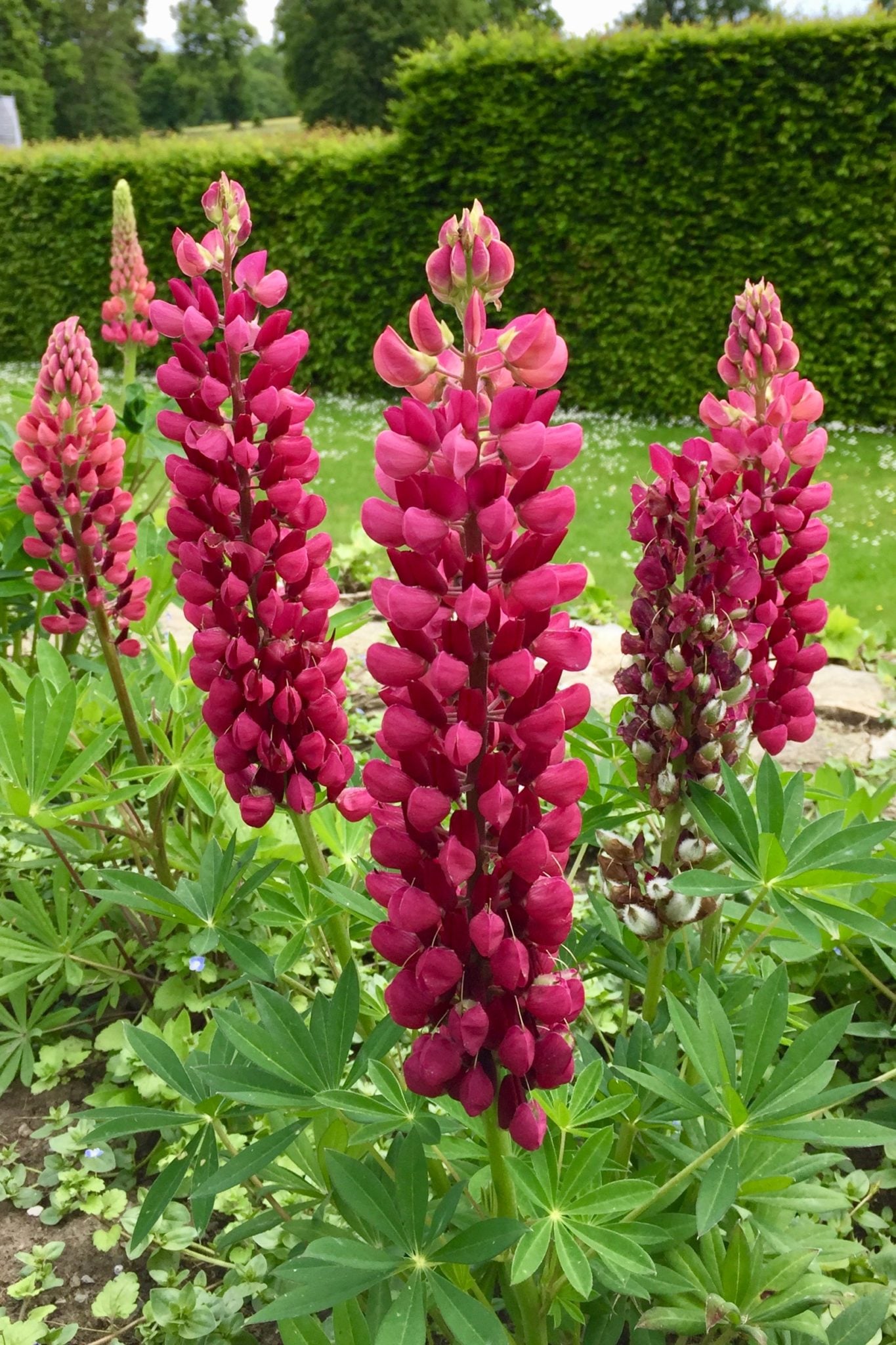 10 Popular Short-lived Perennials & How To Keep Them Blooming Longer