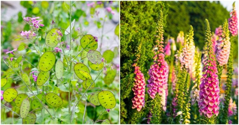 What Are Biennial Plants? (& 10 Popular Biennial Flowers for Your Garden)