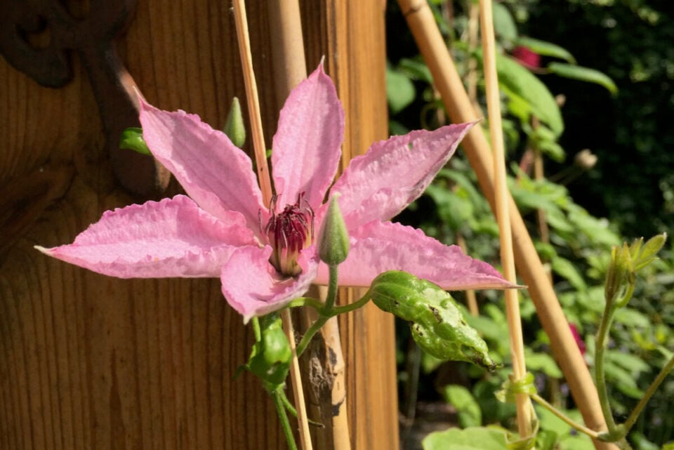 How & When To Prune Clematis (& How a Traffic Light Makes Pruning Easier)