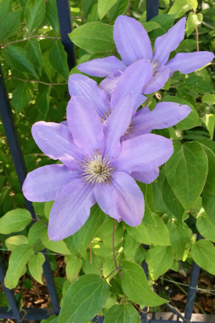 How & When To Prune Clematis (& How a Traffic Light Makes Pruning Easier)