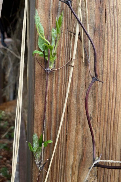 How & When To Prune Clematis (& How a Traffic Light Makes Pruning Easier)