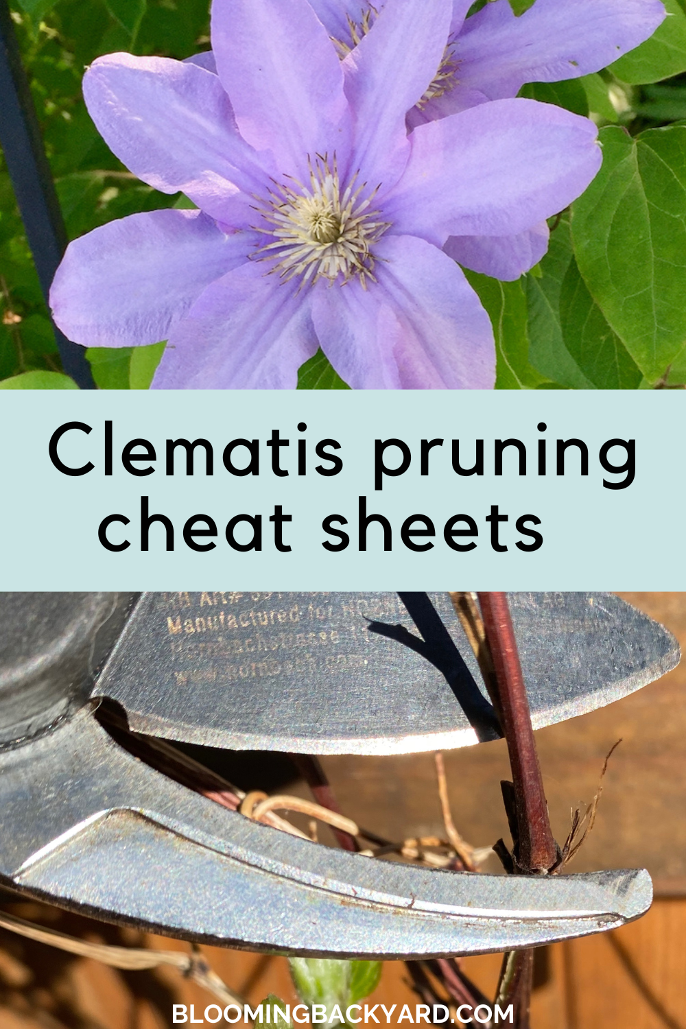 How & When To Prune Clematis (& How a Traffic Light Makes Pruning Easier)