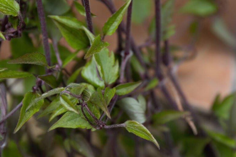 How & When To Prune Clematis (& How a Traffic Light Makes Pruning Easier)