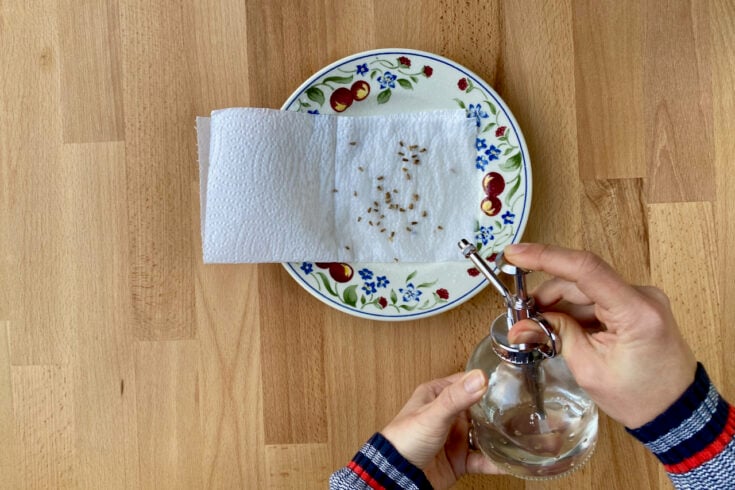 6 Ways to Cold Stratify Seeds (& 36 Plants That Need Stratification)