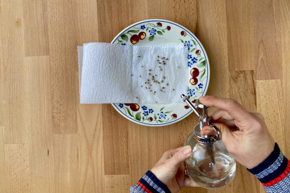 6 Ways to Cold Stratify Seeds (& 36 Plants That Need Stratification)