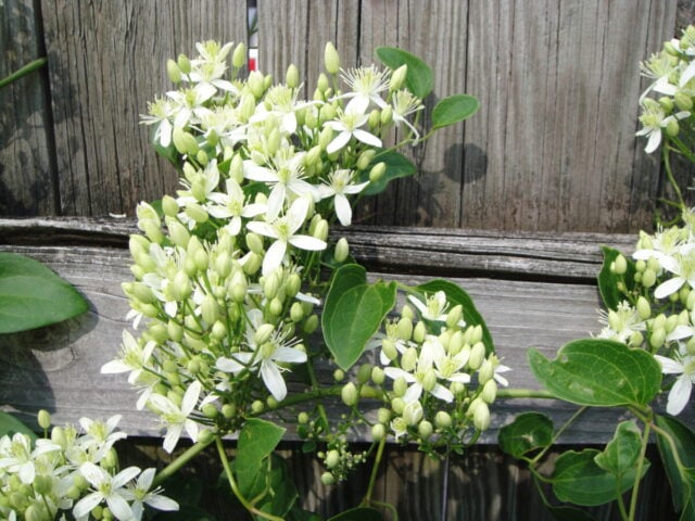 How & When To Prune Clematis (& How a Traffic Light Makes Pruning Easier)