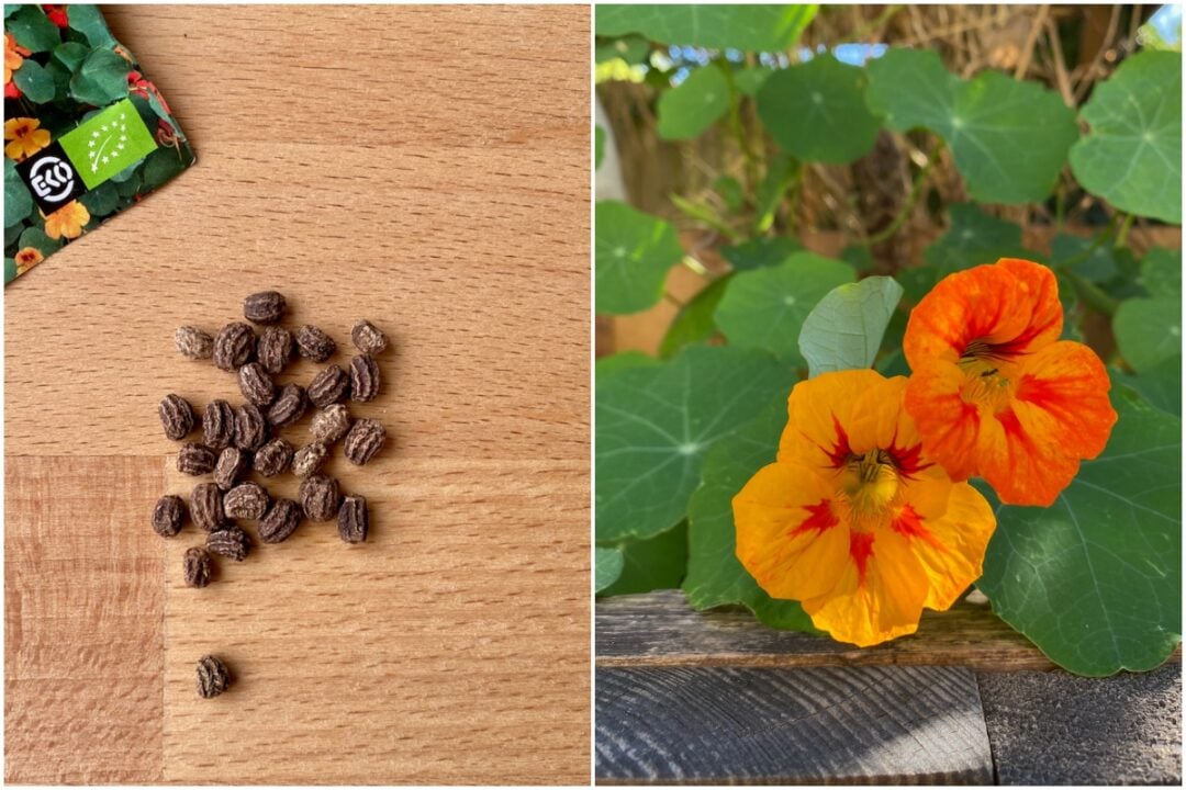 15 Flowers You Can Start From Seed in Late Winter and Early Spring