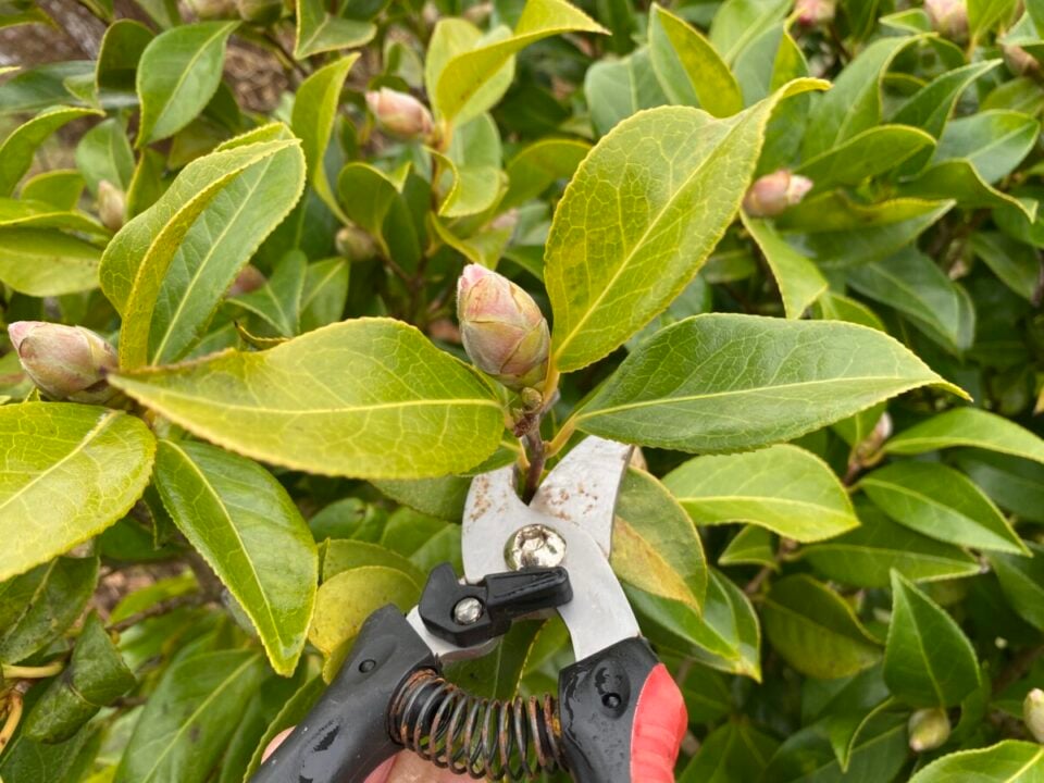 15 Plants You Should Never Prune in Early Spring