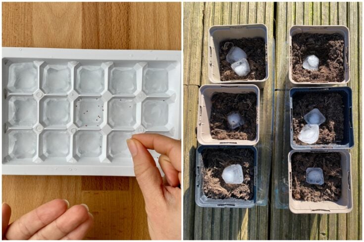 6 Ways to Cold Stratify Seeds (& 36 Plants That Need Stratification)