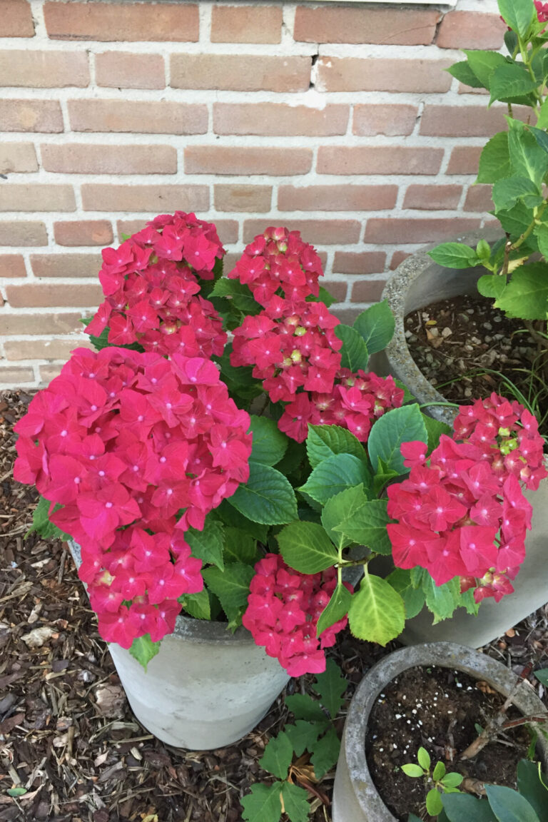 6 Spring Jobs for Every Hydrangea Grower (& One Job You Shouldn't Do)