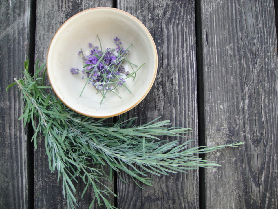 How To Prune Lavender In Spring & Fall - Big Blooms & Fewer Woody Stems