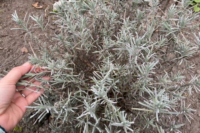 How To Prune Lavender In Spring & Fall - Big Blooms & Fewer Woody Stems