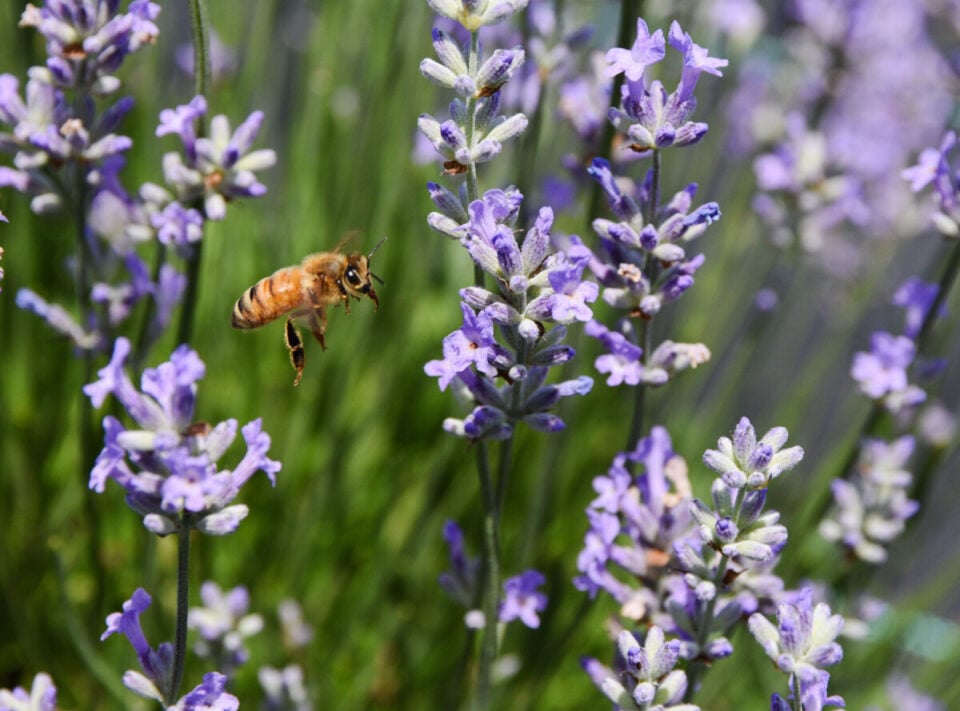 How To Prune Lavender In Spring & Fall - Big Blooms & Fewer Woody Stems