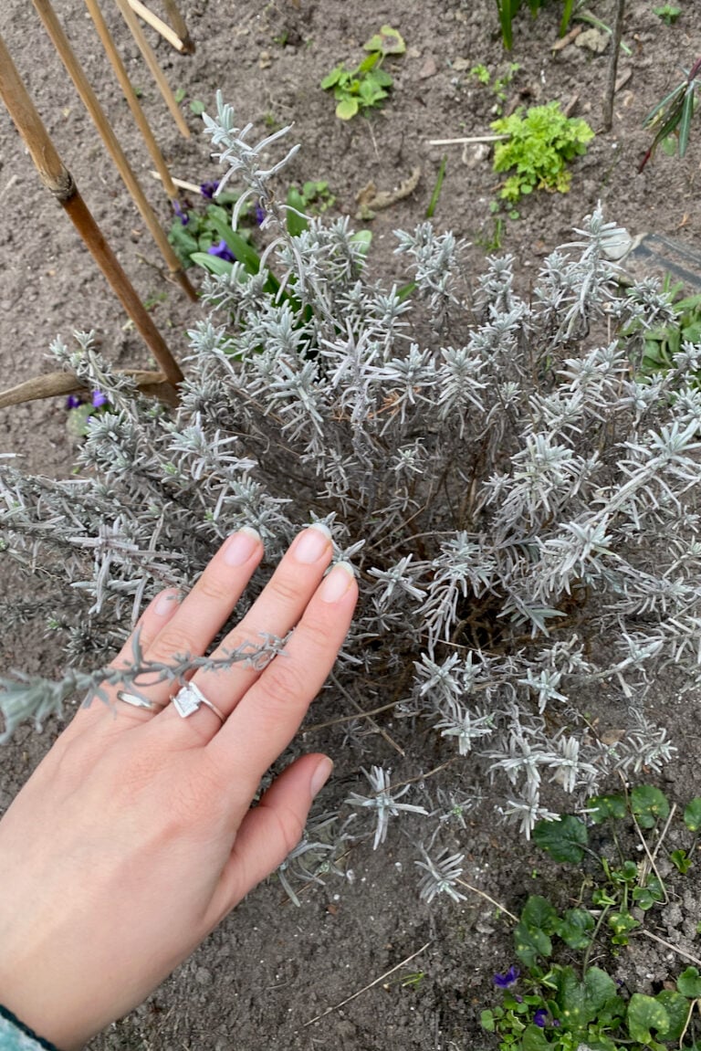 How To Prune Lavender In Spring & Fall - Big Blooms & Fewer Woody Stems