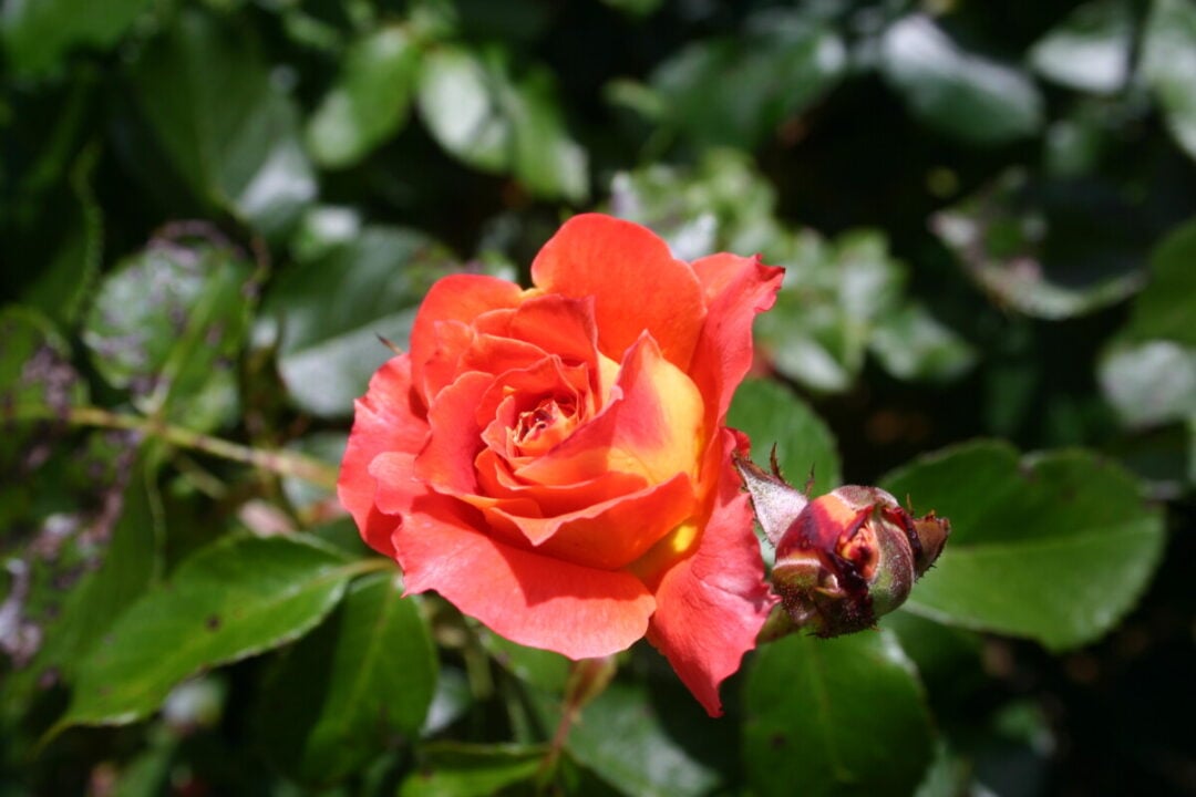 An Easy Guide to Pruning Roses in Spring (and When to Wait)