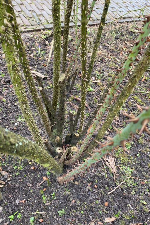 An Easy Guide to Pruning Roses in Spring (and When to Wait)
