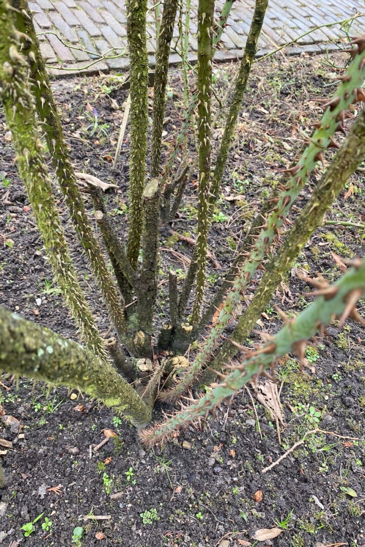 An Easy Guide to Pruning Roses in Spring (and When to Wait)