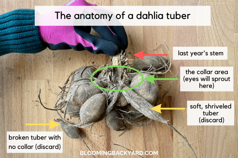 3 Reasons to Start Dahlias in Pots Indoors (& How To Do It)