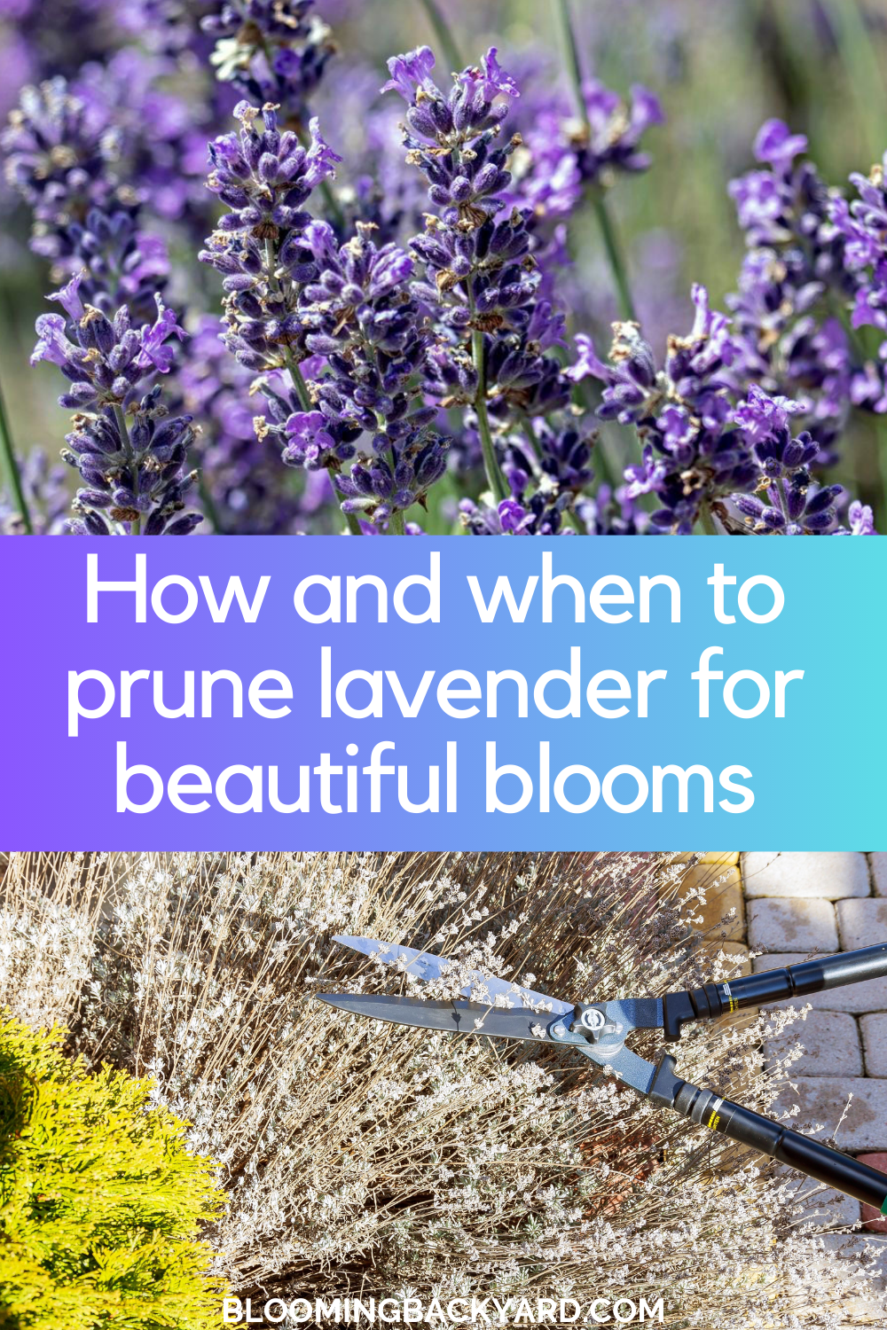 How To Prune Lavender In Spring & Fall - Big Blooms & Fewer Woody Stems