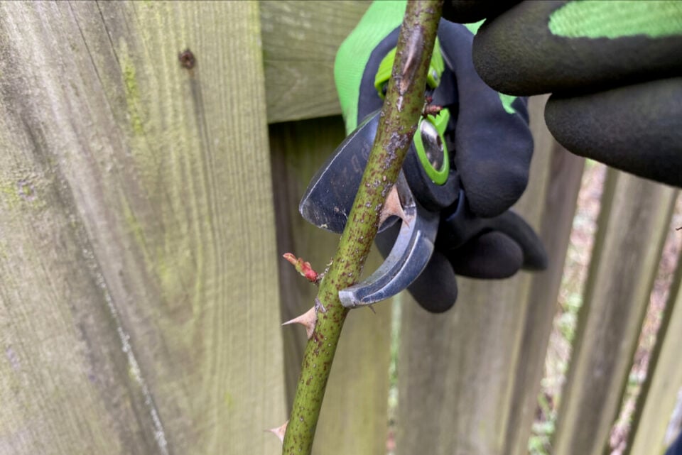 An Easy Guide to Pruning Roses in Spring (and When to Wait)
