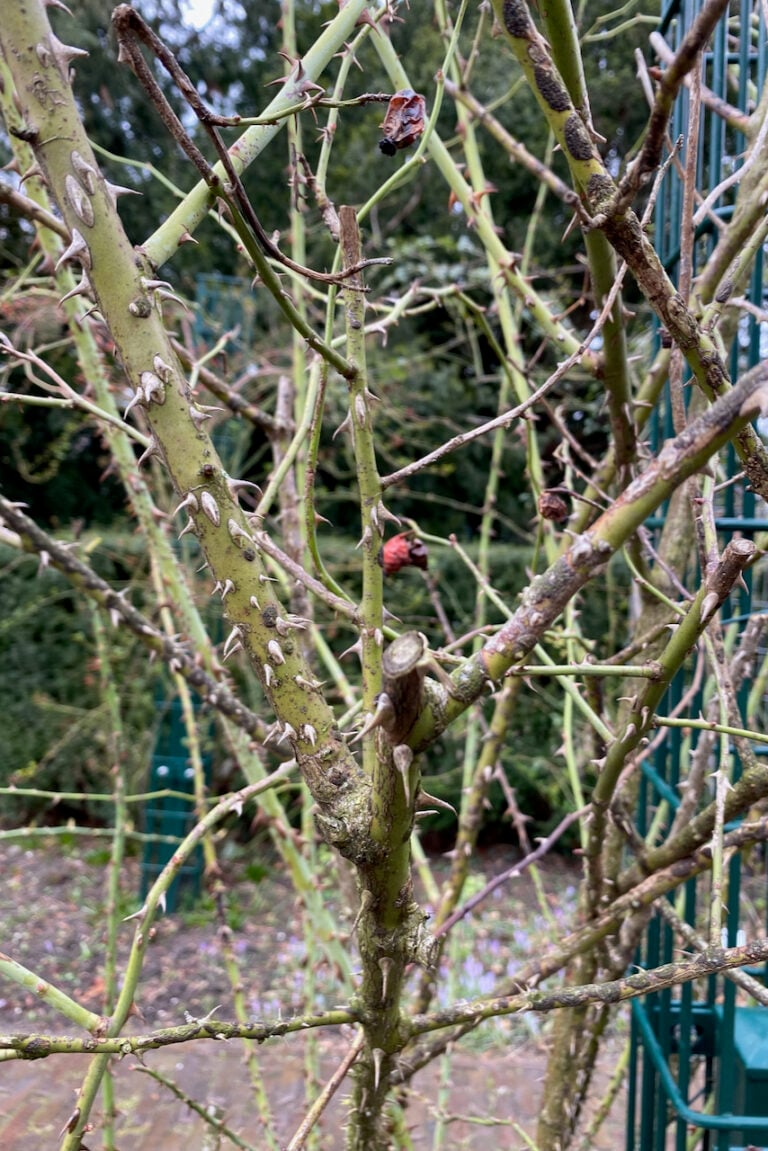 An Easy Guide to Pruning Roses in Spring (and When to Wait)