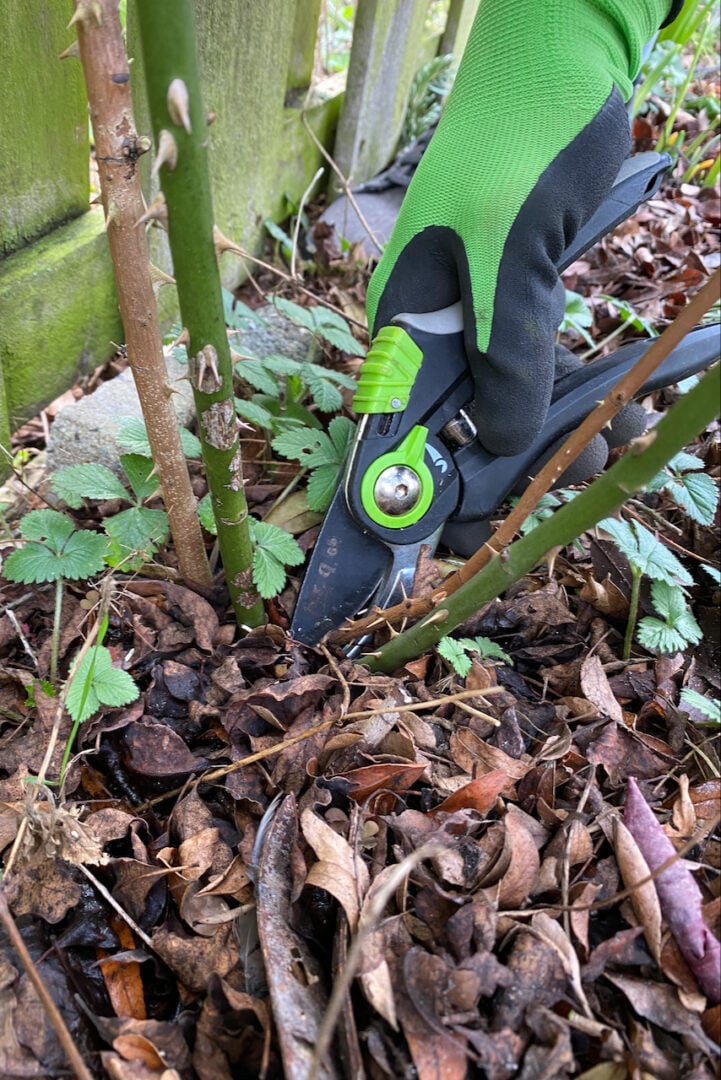 An Easy Guide to Pruning Roses in Spring (and When to Wait)