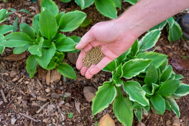 Spring Hosta Care: 4 Important Jobs For Every Hosta Grower