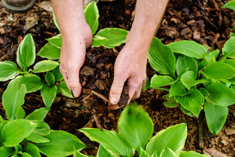 Spring Hosta Care: 4 Important Jobs For Every Hosta Grower