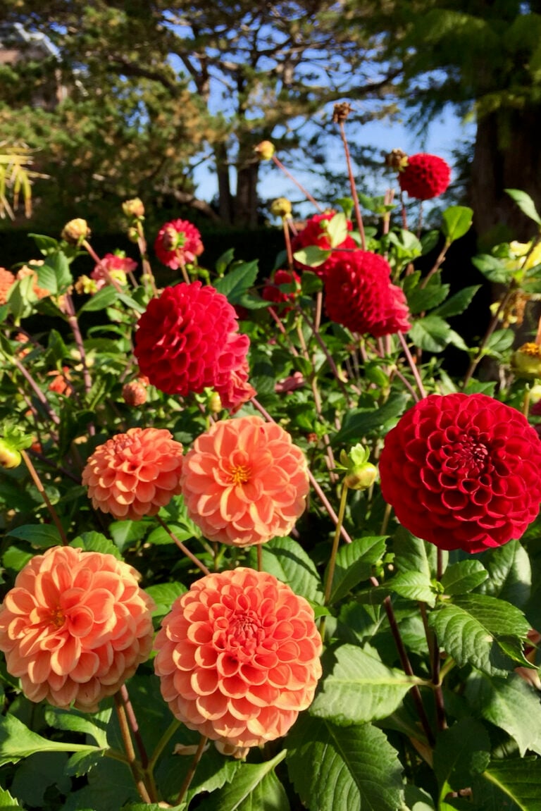 3 Reasons to Start Dahlias in Pots Indoors (& How To Do It)