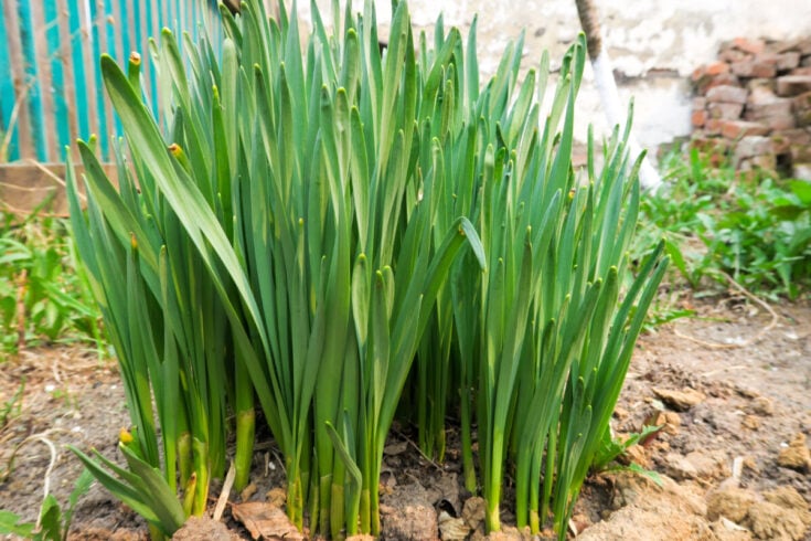 Blind Daffodils: 7 Reasons Why Daffodils Don’t Flower